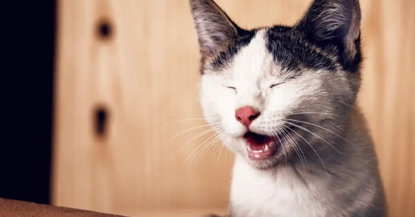 FATE Feline Arterial Tromboembolism (zakrzepica zatorowa tętnic) u kota ...